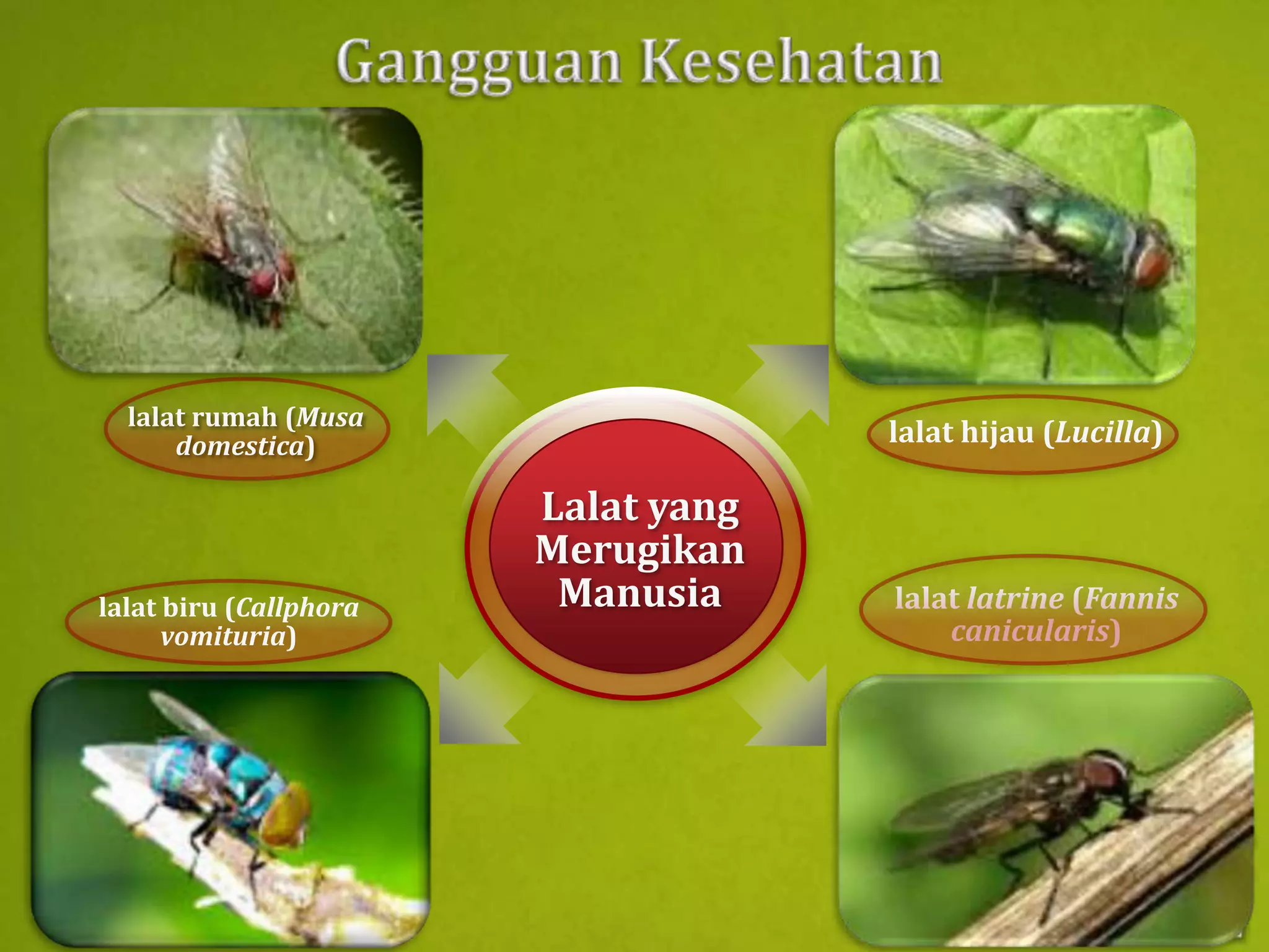 Pengendalian Vektor Lalat | PPTX