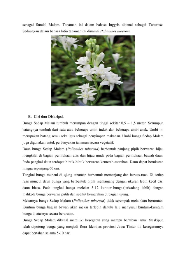 Pengertian bunga sedap malam | PDF