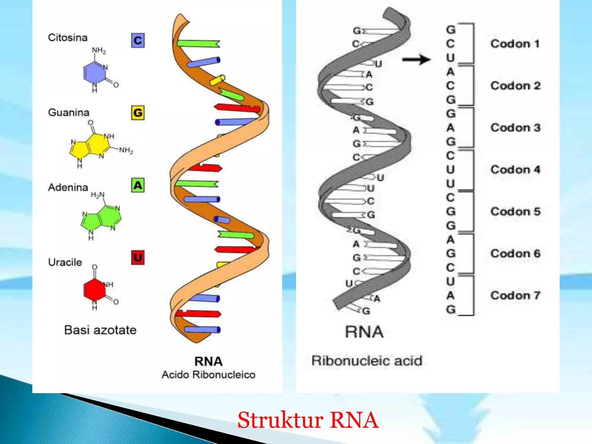 Pengertian gen, dna & rna | PPT