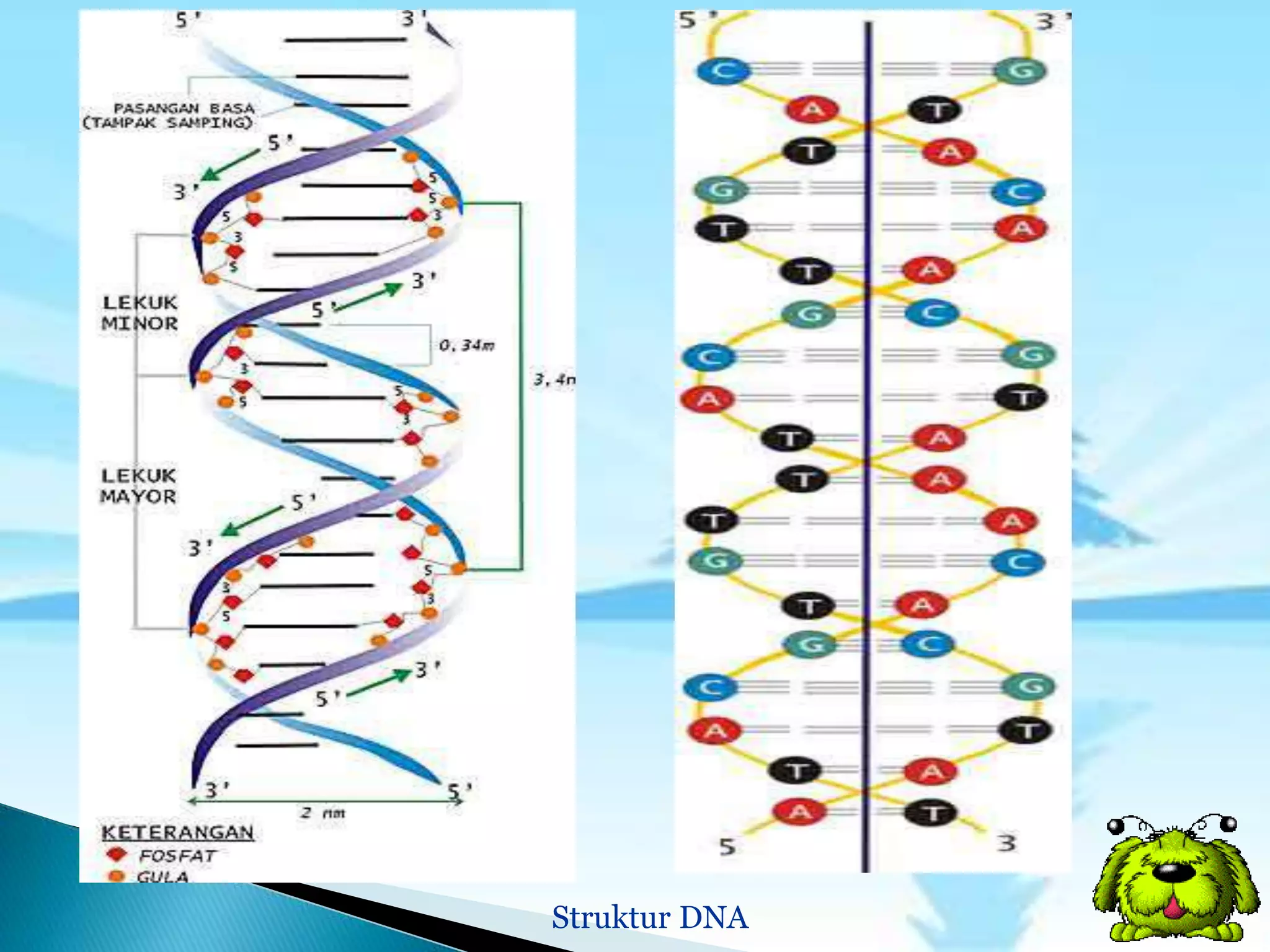 Pengertian gen, dna & rna | PPT