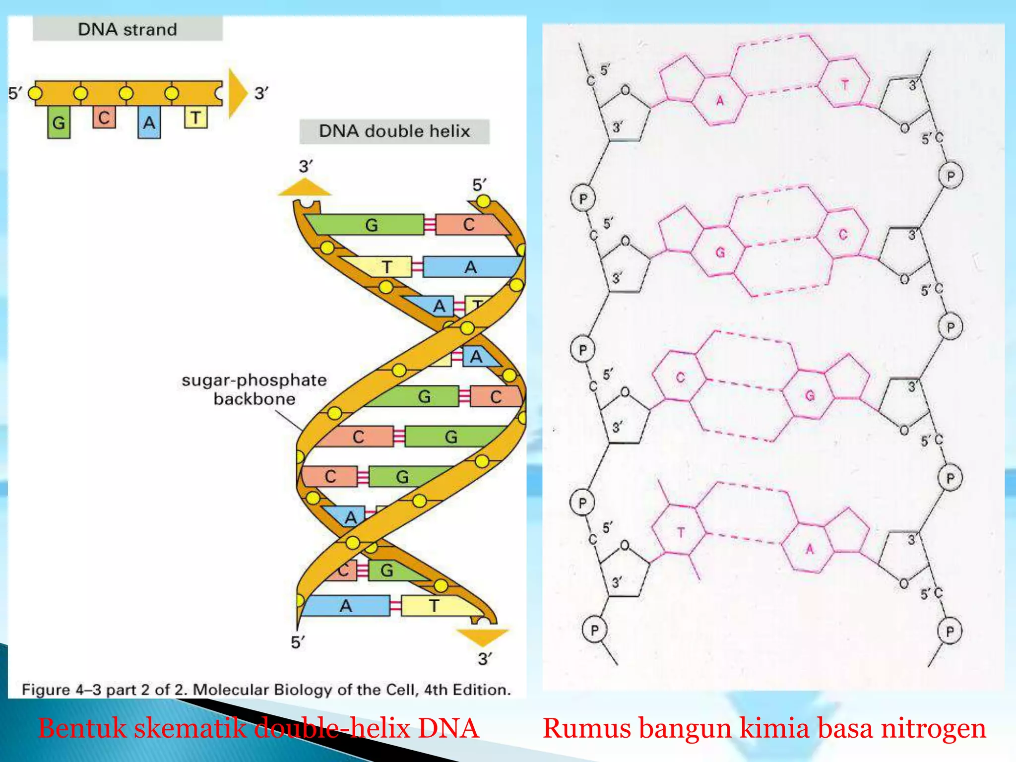 Pengertian gen, dna & rna | PPT