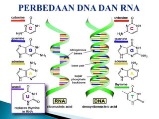 Pengertian gen, dna & rna | PPT