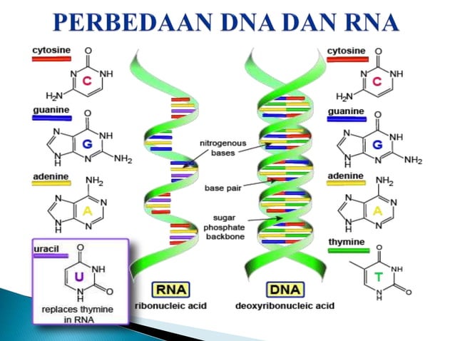 Pengertian gen, dna & rna | PPT