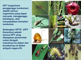 Pengertian karantina tumbuhan | PPT