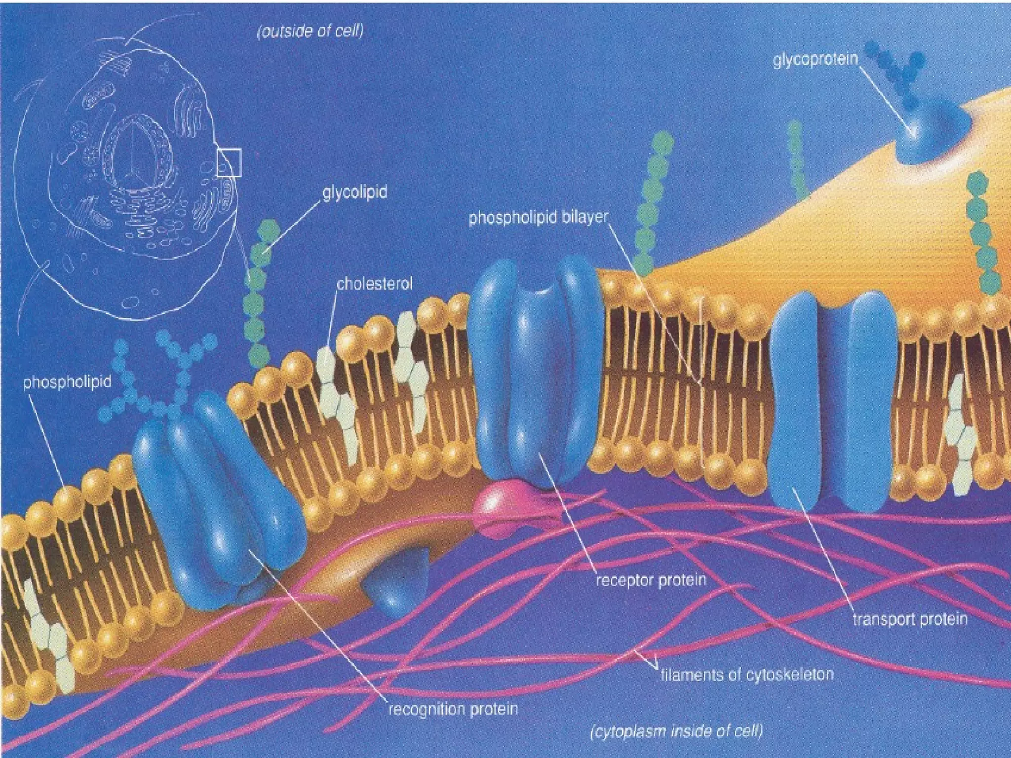 Pengertian membran sel | PPT