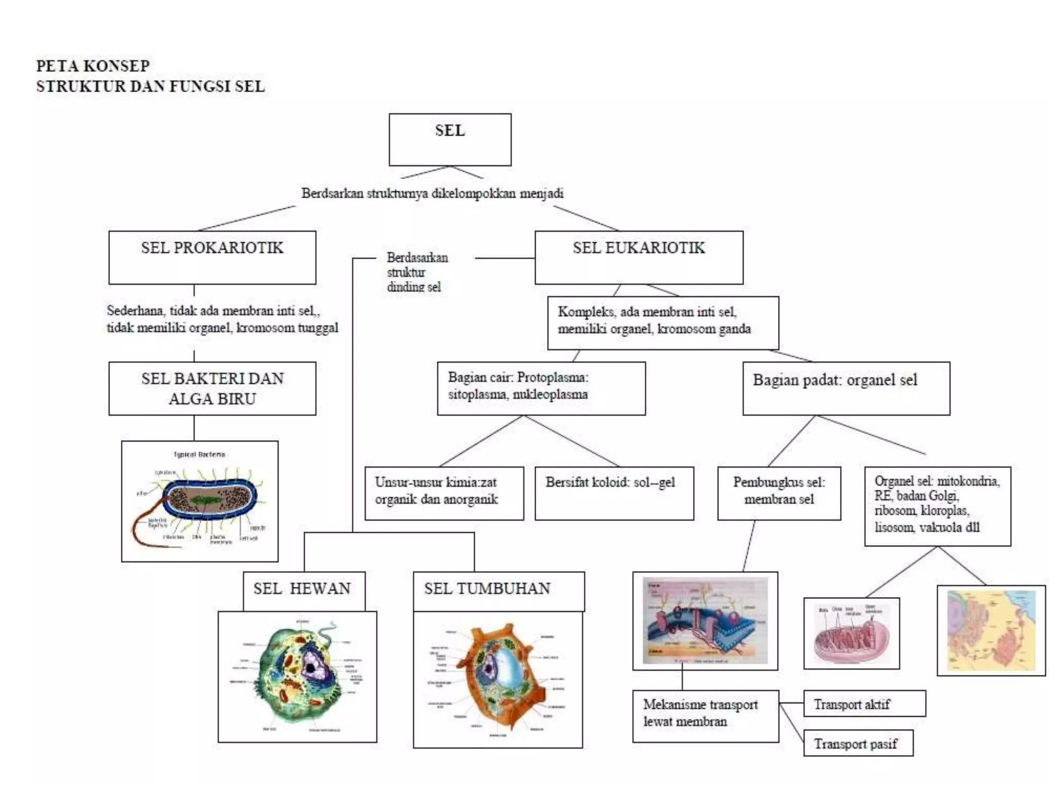 Pengertian sel dan metabolisme | PPTX