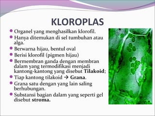 Pengertian sel hewan dan tumbuhan | PPT