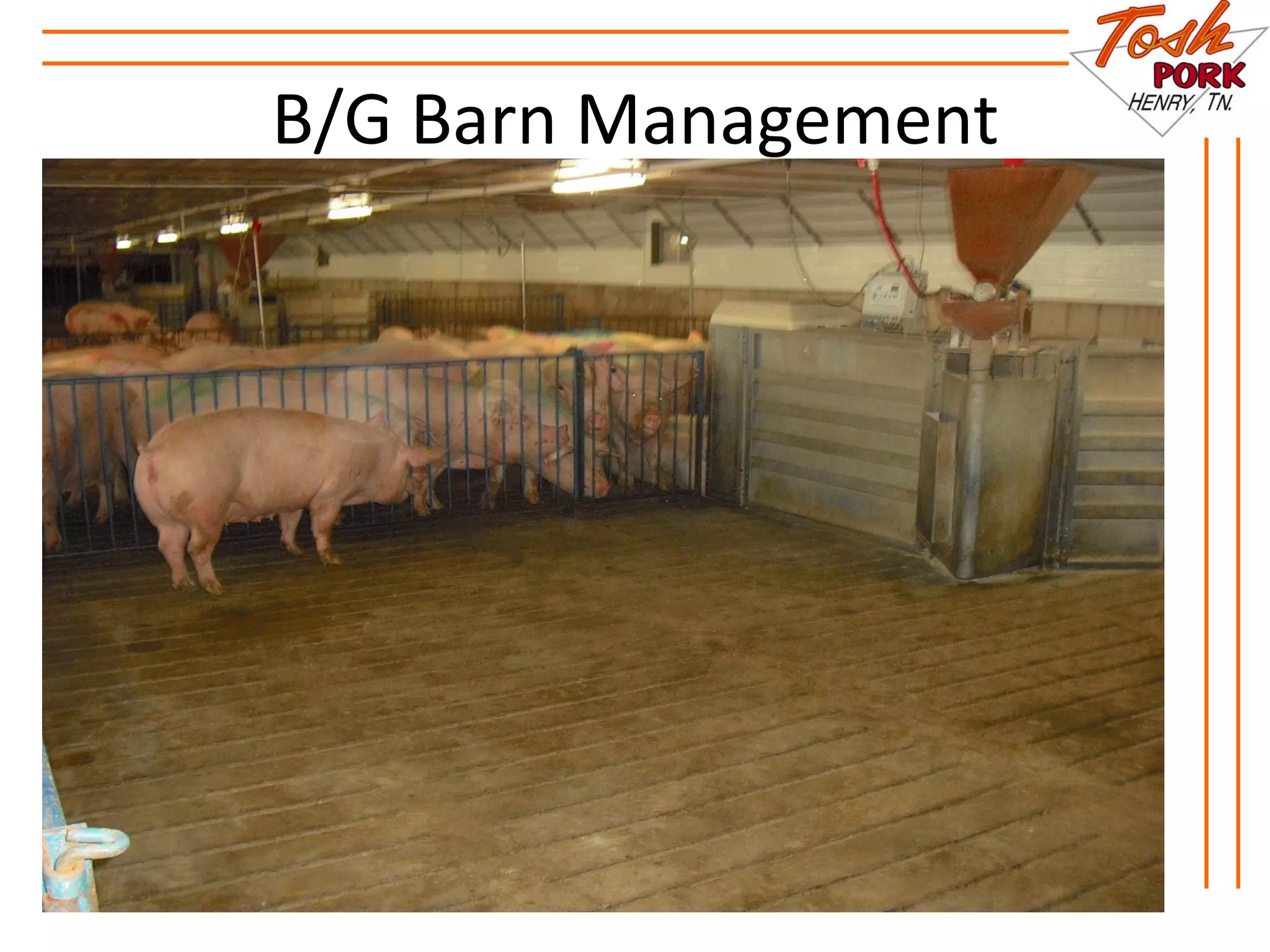 Pen Gestation Vs. Stalls | PPT