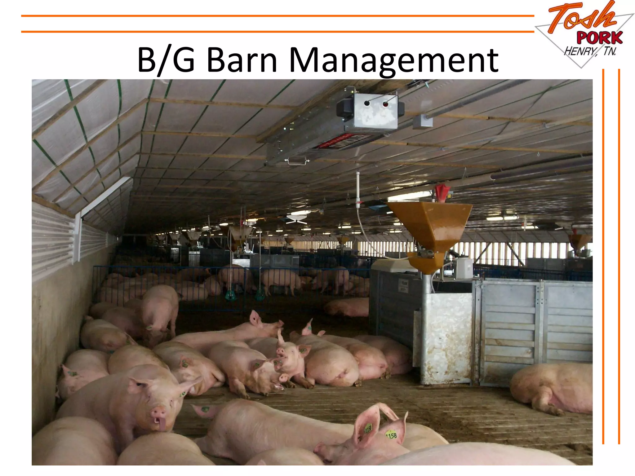Pen Gestation Vs. Stalls | PPT