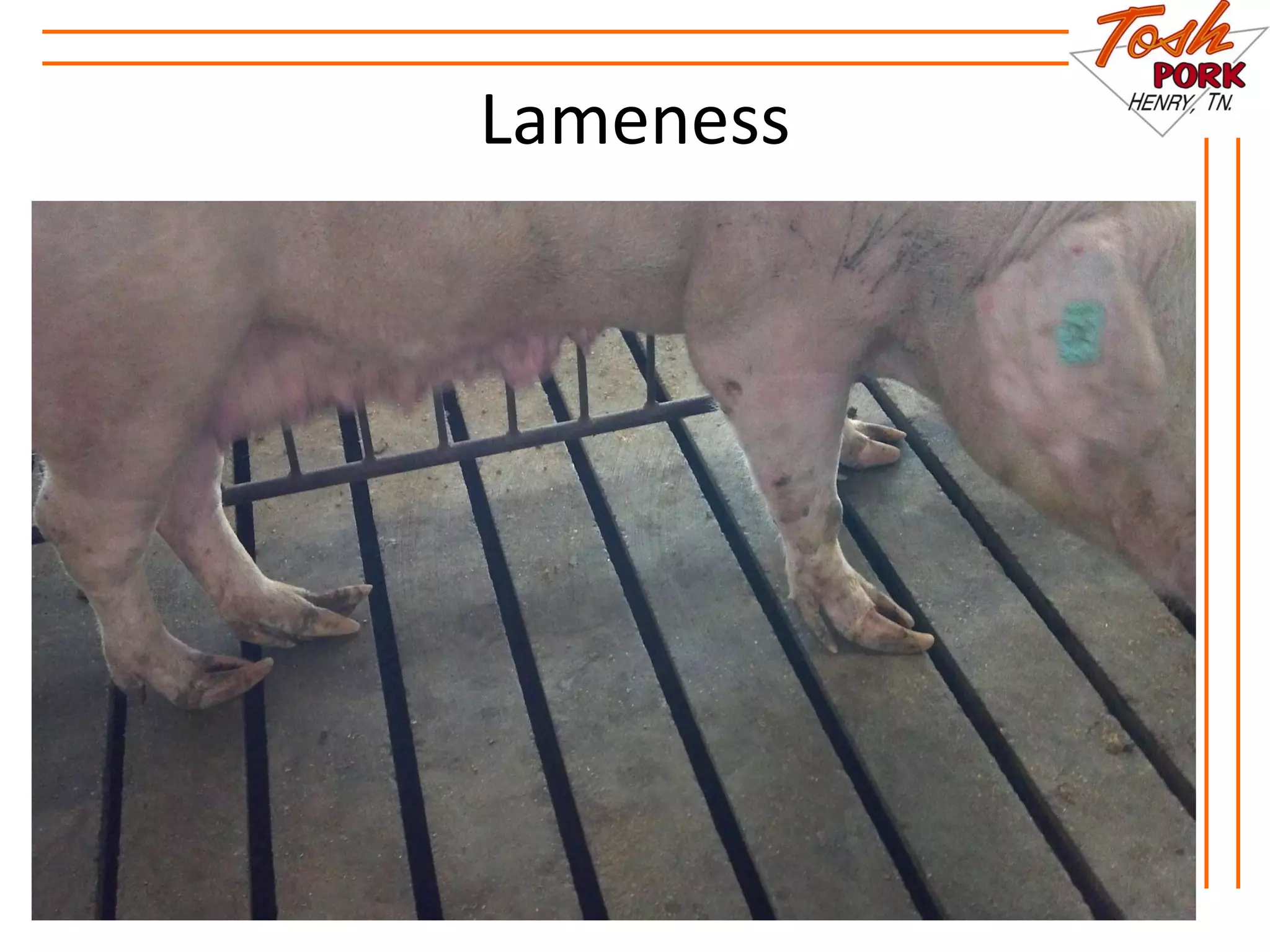 Pen Gestation Vs. Stalls | PPT