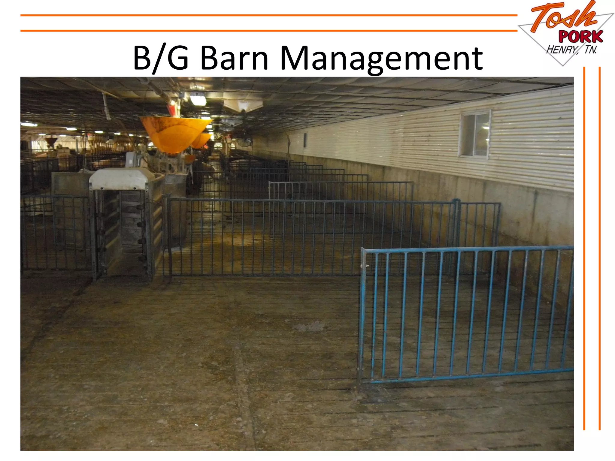Pen Gestation Vs. Stalls | PPT