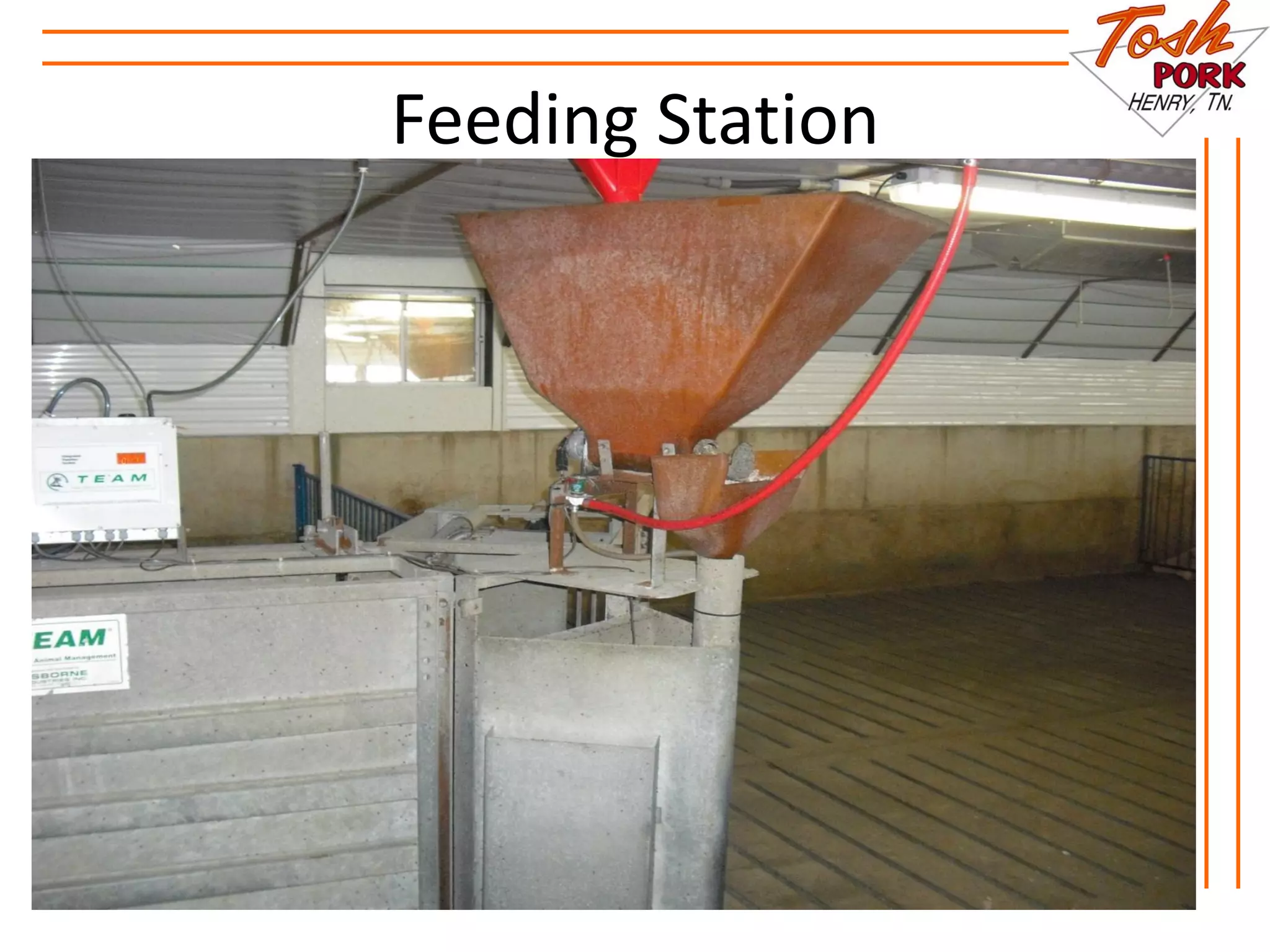 Pen Gestation Vs. Stalls | PPT