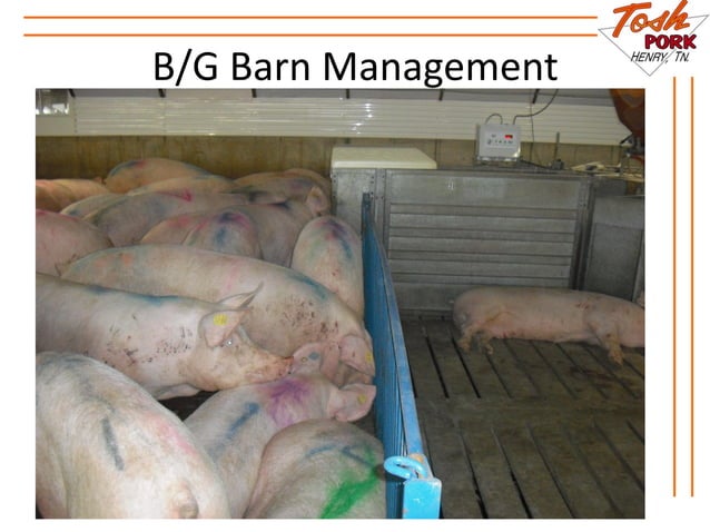 Pen Gestation Vs. Stalls | PPT