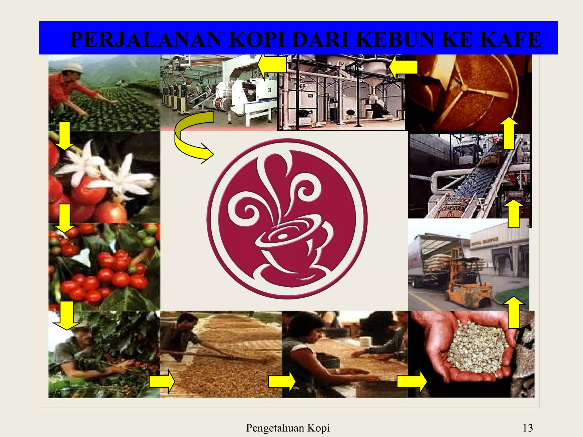 pengetahuan kopi.pdf