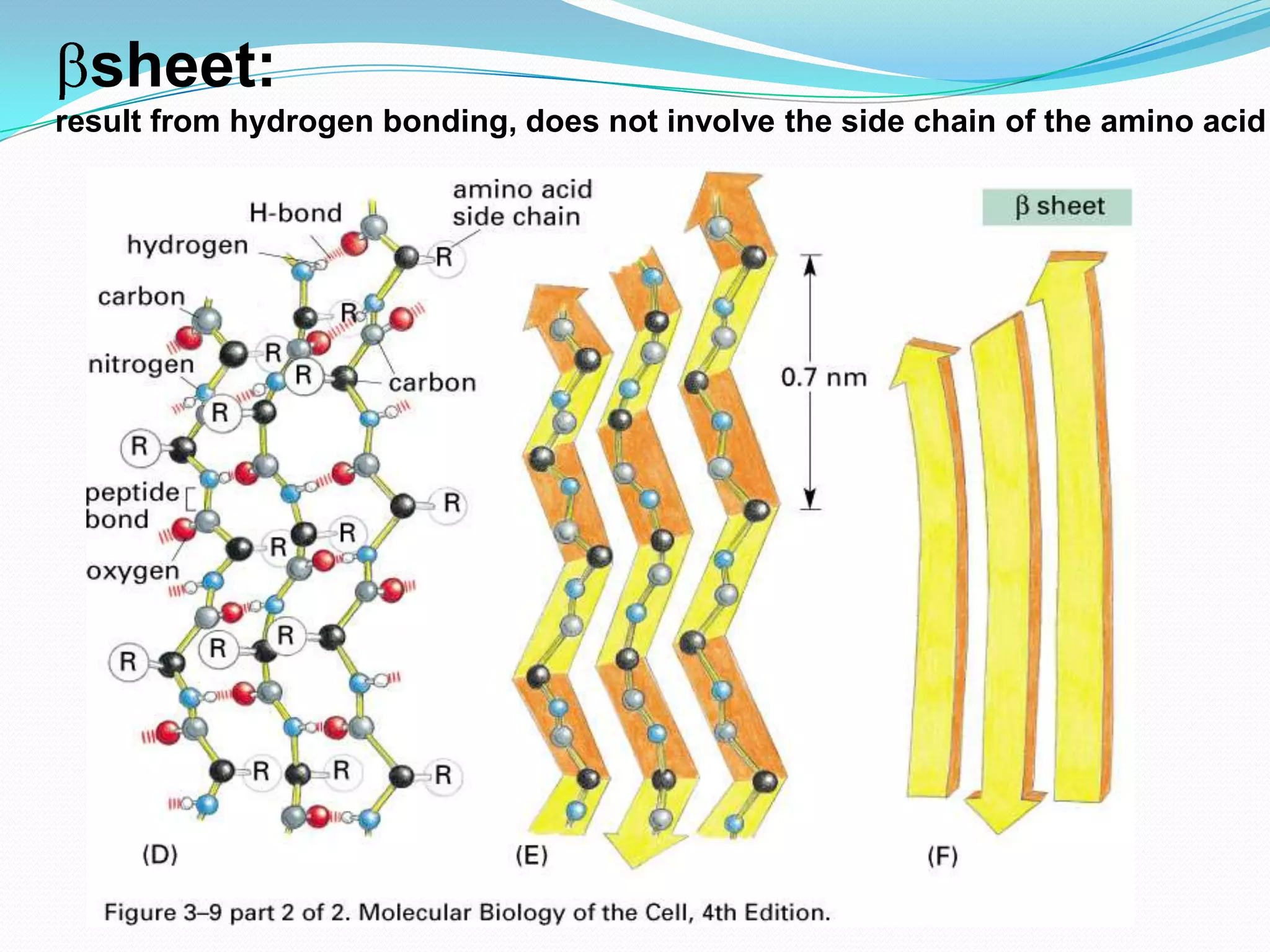 Pengetahuan struktur, bentuk dan sintesa protein | PPTX