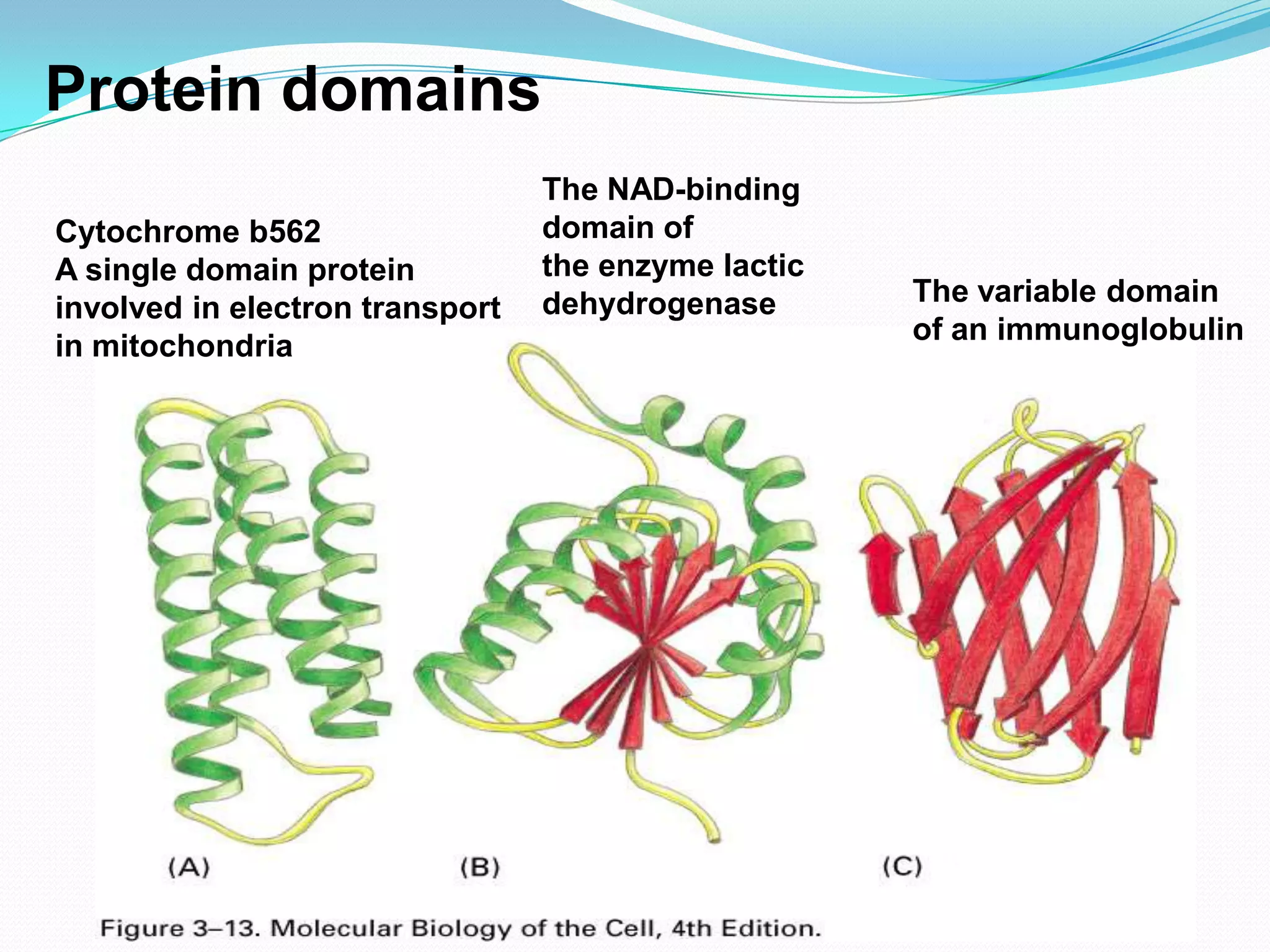 Pengetahuan struktur, bentuk dan sintesa protein | PPTX
