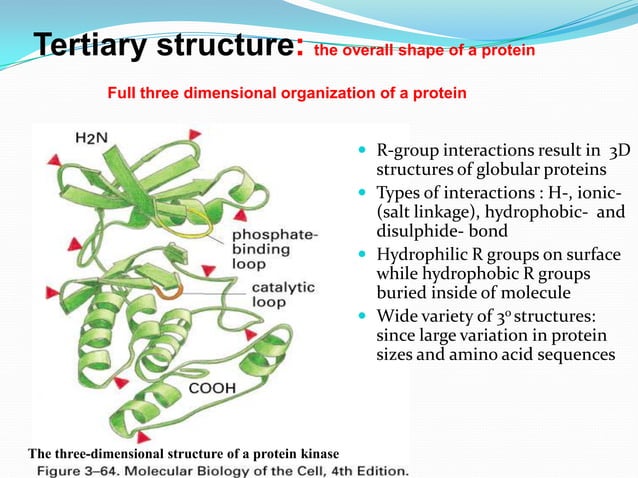 Pengetahuan struktur, bentuk dan sintesa protein | PPTX
