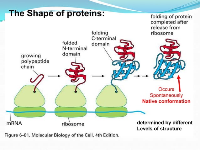 Pengetahuan struktur, bentuk dan sintesa protein | PPTX