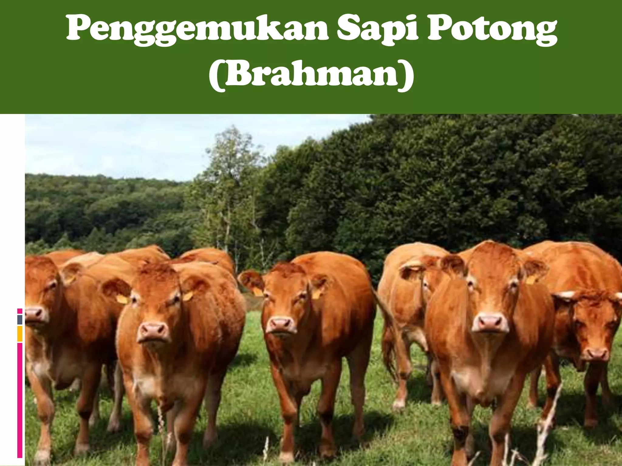 Penggemukan sapi brahman | PPTX