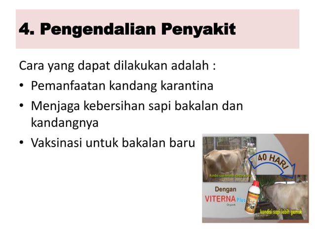 Penggemukan sapi brahman | PPTX