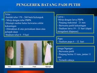 Penggerek Batang Padi pengendalian dengan.ppt