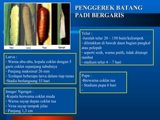 Penggerek Batang Padi pengendalian dengan.ppt