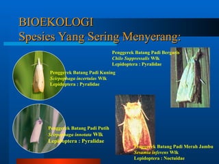 Penggerek Batang Padi pengendalian dengan.ppt