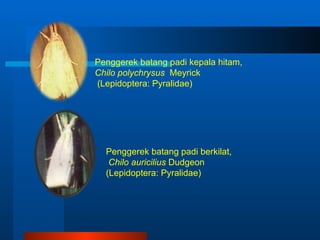 Penggerek Batang Padi pengendalian dengan.ppt