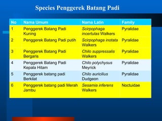 Penggerek Batang Padi pengendalian dengan.ppt