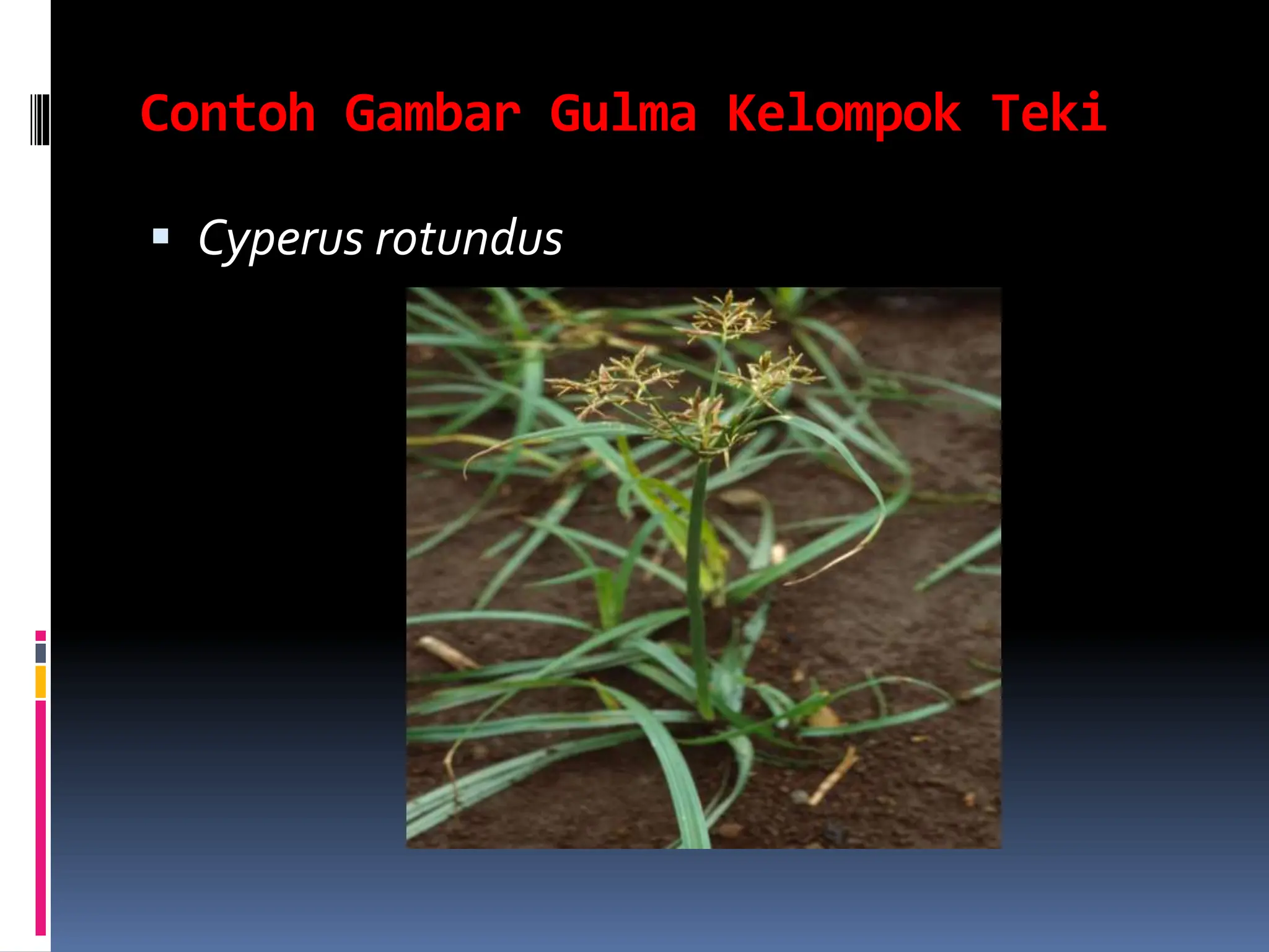 Penggolongan dan identifikasi gulma.pptx