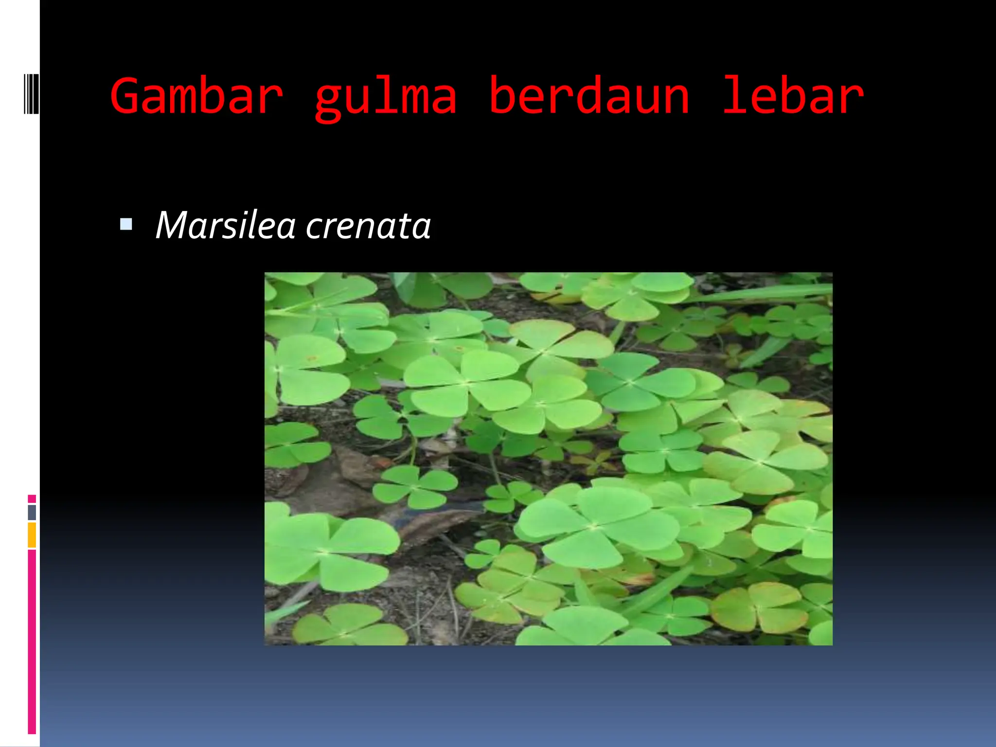 Penggolongan dan identifikasi gulma.pptx