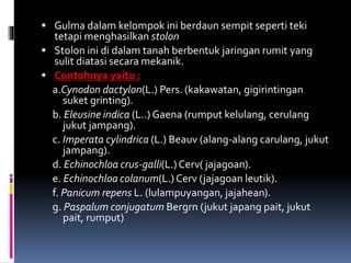 Penggolongan dan identifikasi gulma.pptx