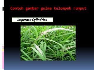 Penggolongan dan identifikasi gulma.pptx
