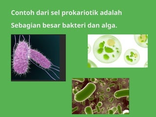 Penggolongan Prokariot pada kehidupan mikrobiologi | PPTX