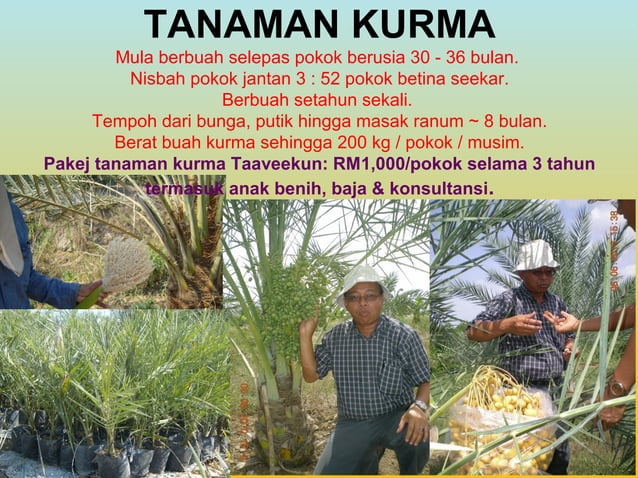 Penggunaan baja & amalan pertanian islamik untuk produktiviti tanaman ...