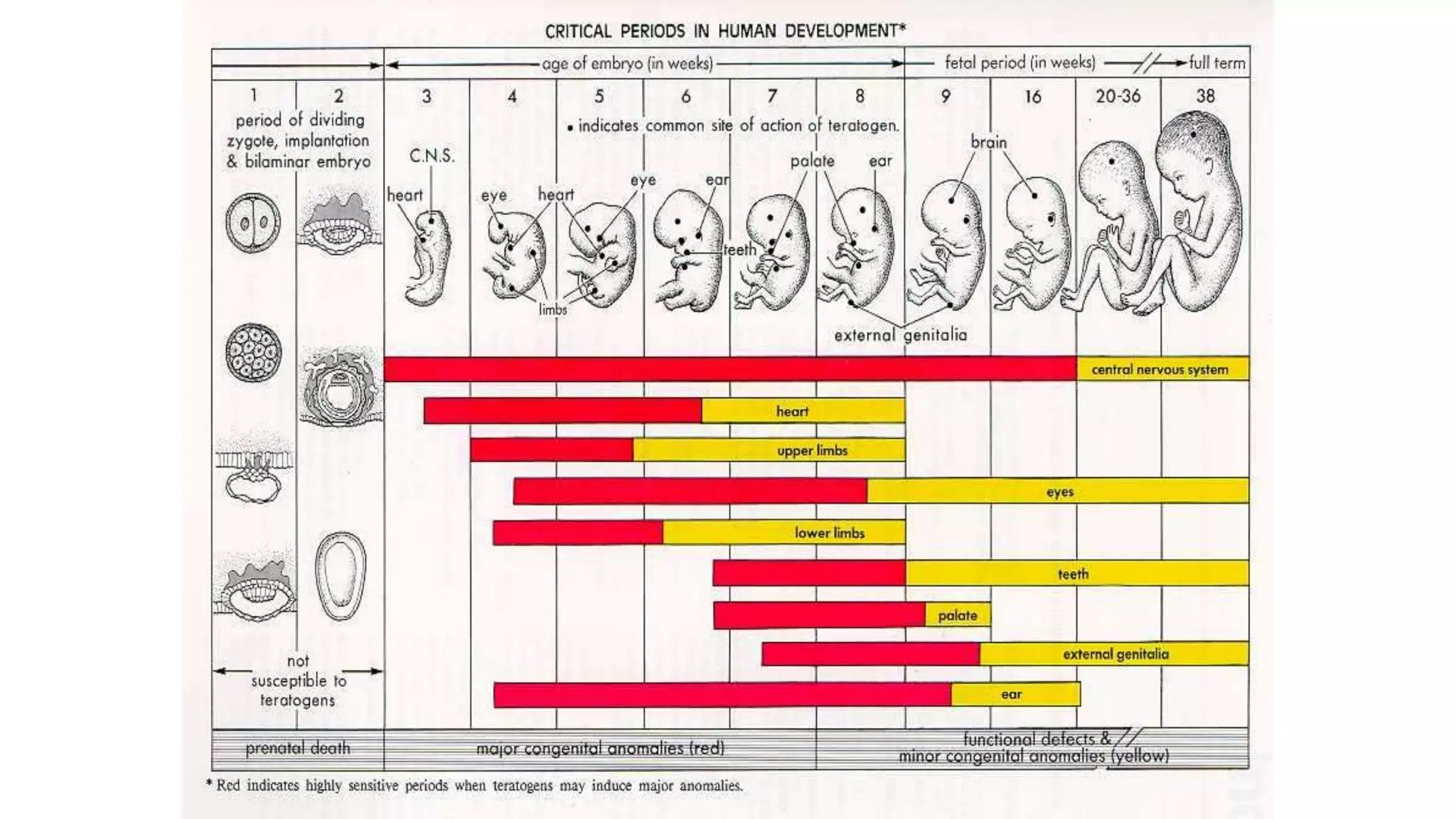 Penggunaan obat pada kehamilan dan menyusui | PPTX