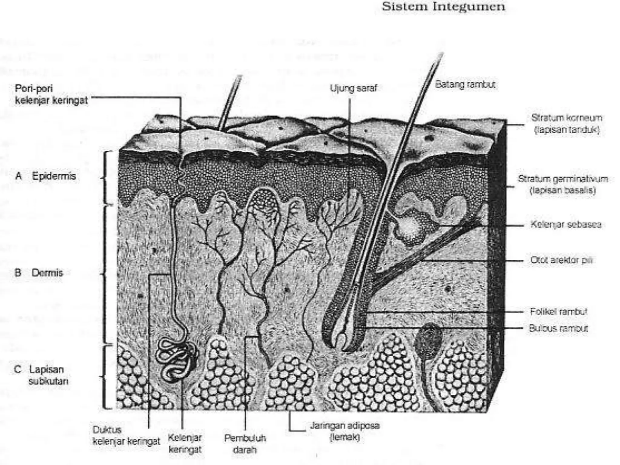pengkajian-fisik-sistem-integumen pada manusiappt | PPT