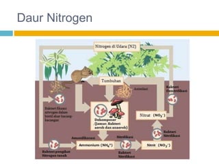 Daur Nitrogen & Fosfor | PPTX