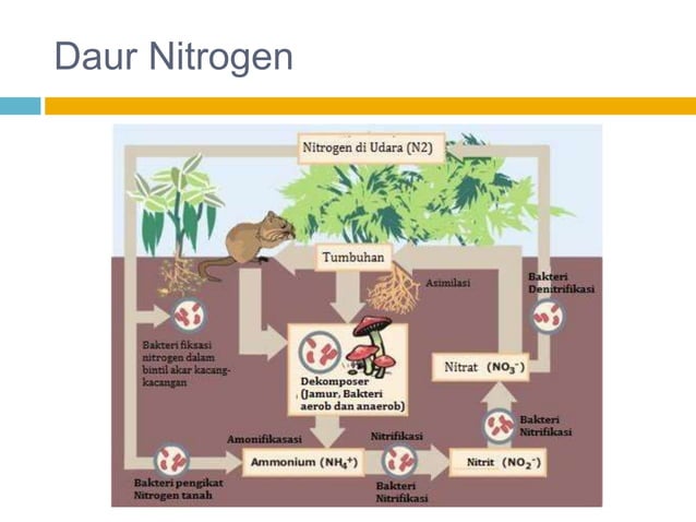 Daur Nitrogen & Fosfor | PPT