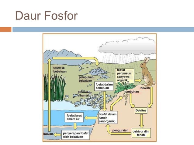 Daur Nitrogen & Fosfor | PPT
