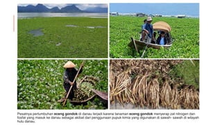Pengolahan Limbah Eceng Gondok 1 2.pdf