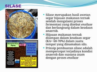 Budidaya Pengolahan Pakan Ternak Ruminansia.pptx