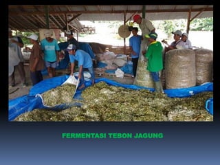 Budidaya Pengolahan Pakan Ternak Ruminansia.pptx