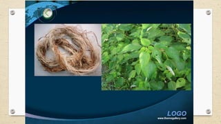 Pengolahan Serat dari tanaman Rami...pdf