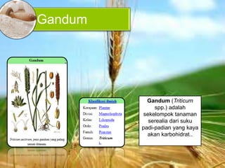 Pengolahan tepung gandum | PPTX