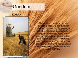 Pengolahan tepung gandum | PPTX