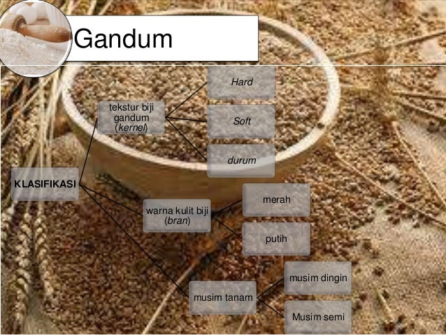 gandum
