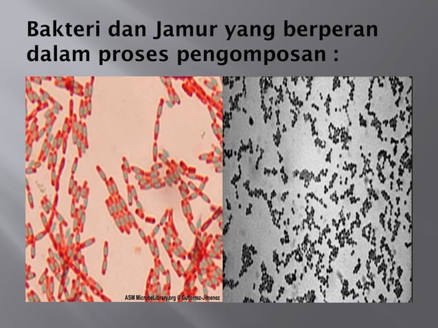 pengomposan-dan-vermicompos.pptx oke banget | PPT