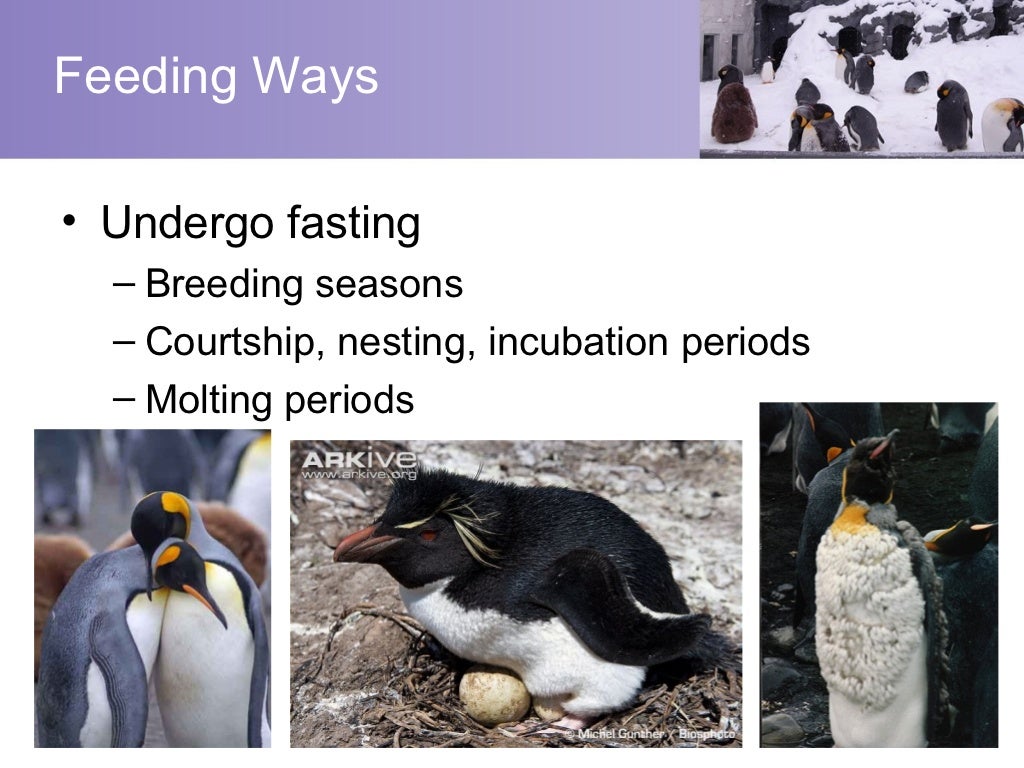 Life Of Penguins Penguin Species And Taxonomy