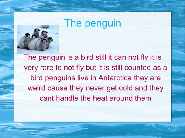 Penguins, By Aimee | PPT